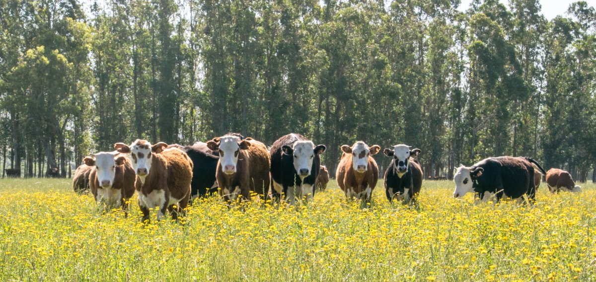 ISO/IEC 17029: An Accreditation Pillar of Sustainable Livestock ...