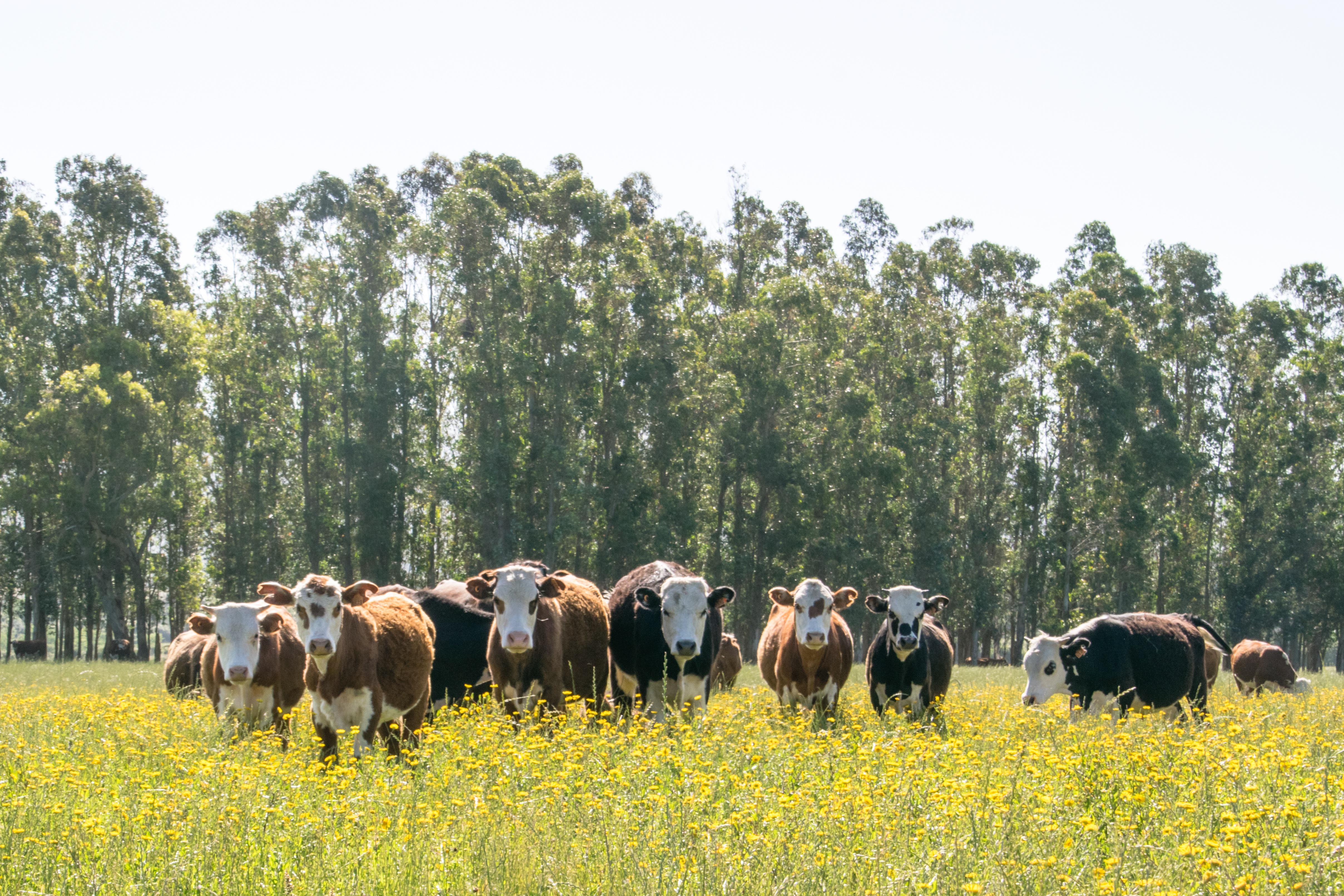 ISO/IEC 17029: An Accreditation Pillar of Sustainable Livestock ...